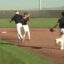 7.09 Interference - Baseball Rules Academy